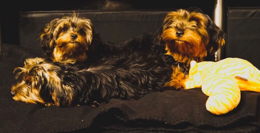 How Cute Are Da Brat’s Dogs?!? [EXCLUSIVE PHOTOS] | 92 Q